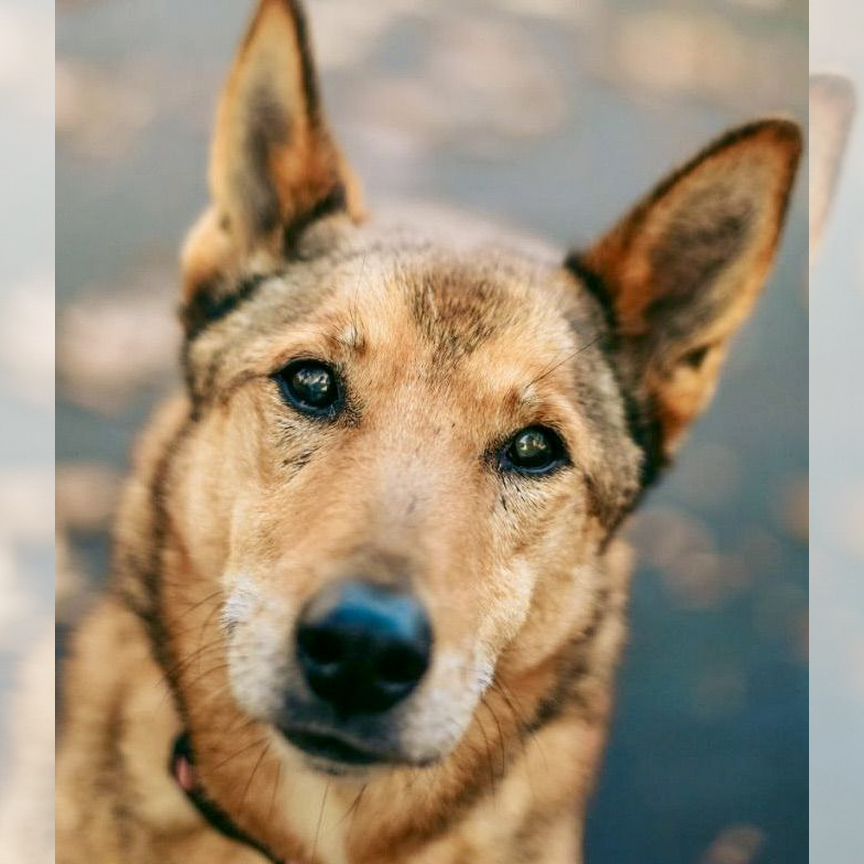 Взрослая собака в добрые руки