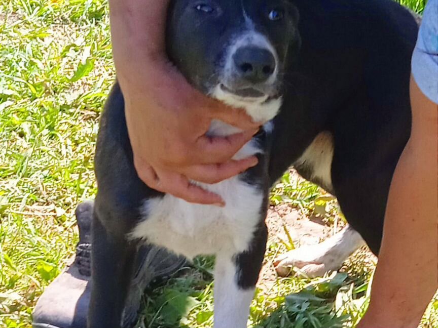 Щенок в добрые руки бесплатно