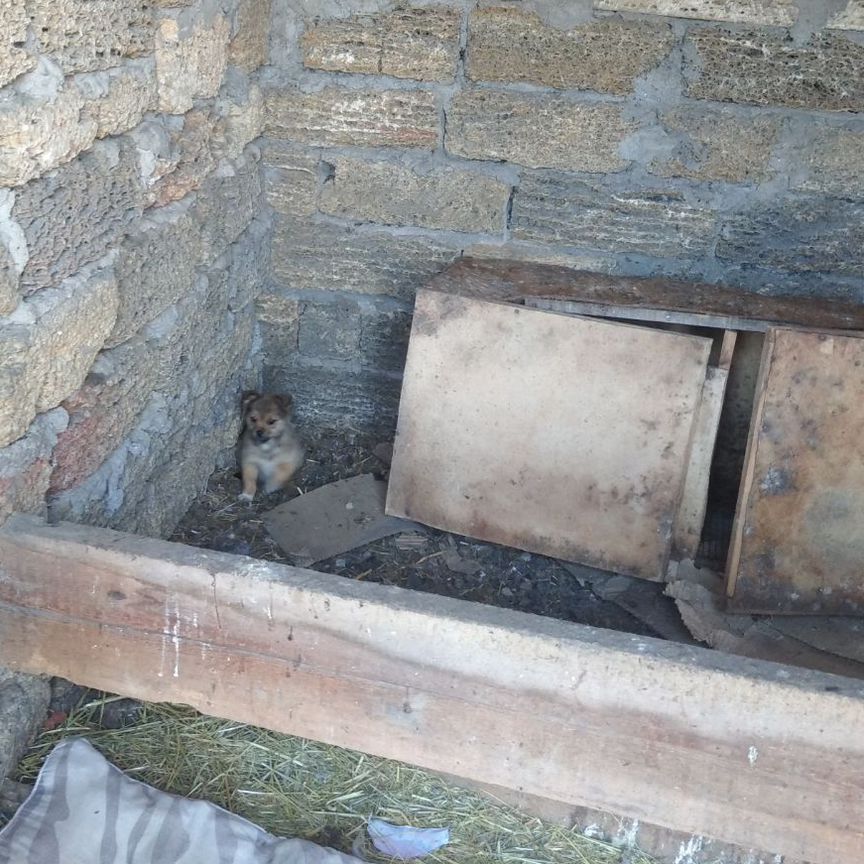 Щенок в добрые руки бесплатно