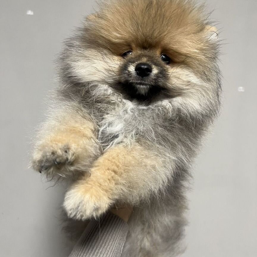 Померанский шпиц, щенок