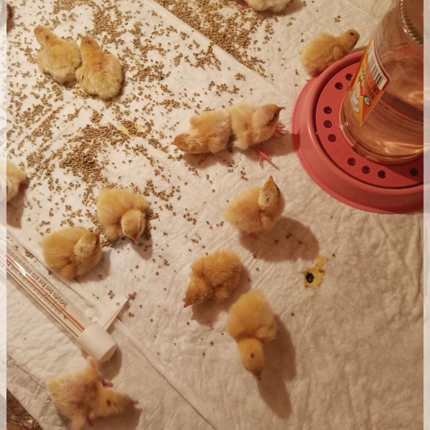 Продажа перепелов