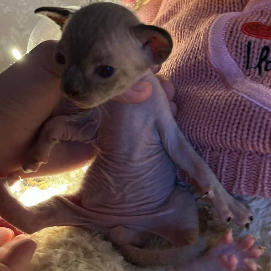 Канадский сфинкс котёнок