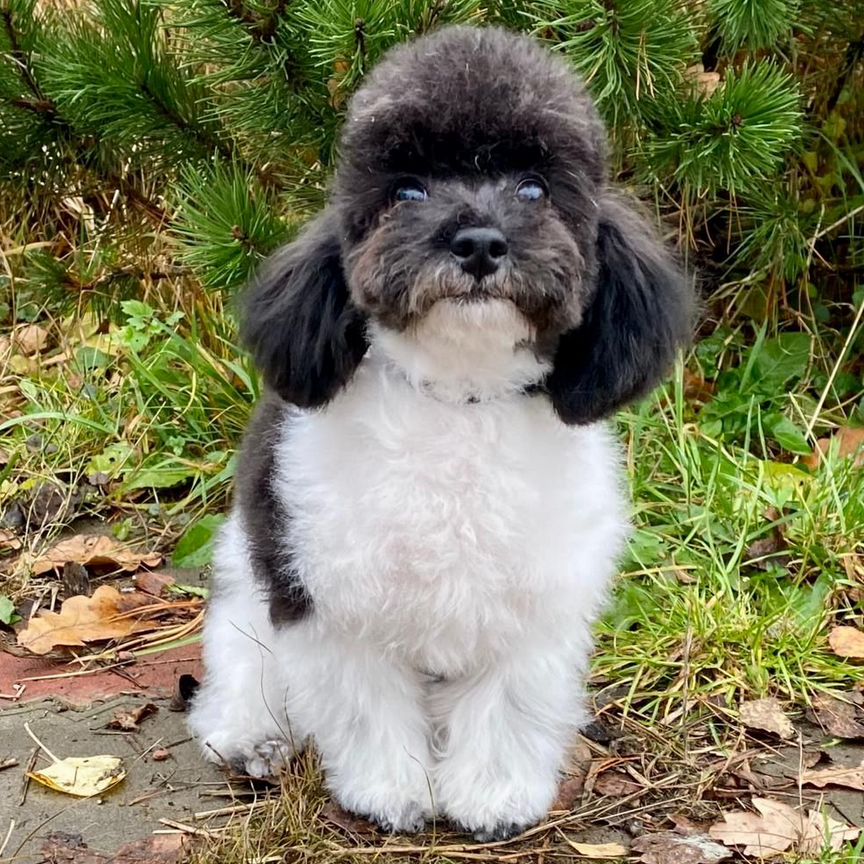 Той-пудель, щенок