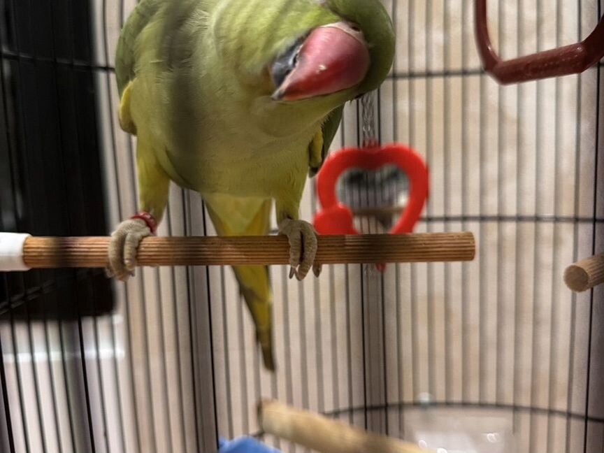 Ожереловый попугай