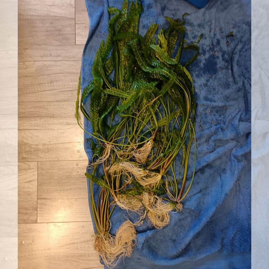 Аквариумные растения