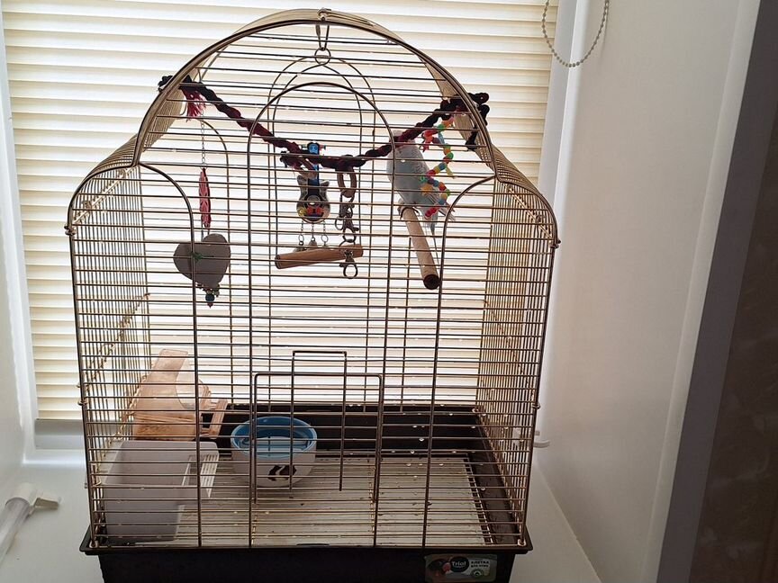 Отдам попугая