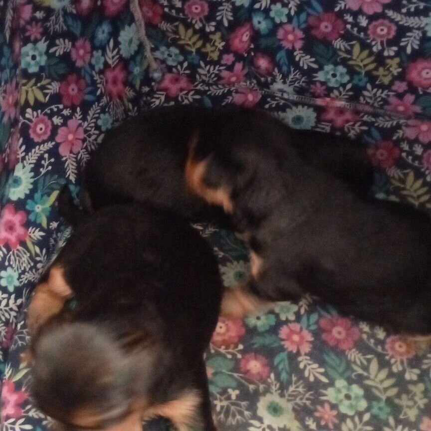 Щенки Йорка