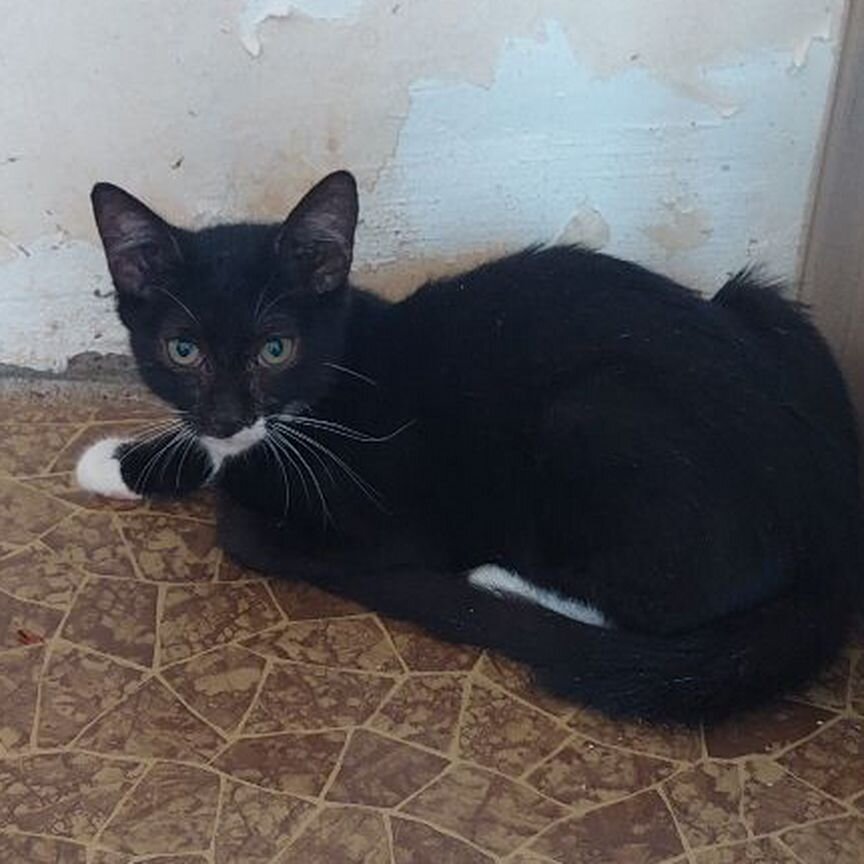 Котенок Мальчик в добрые руки