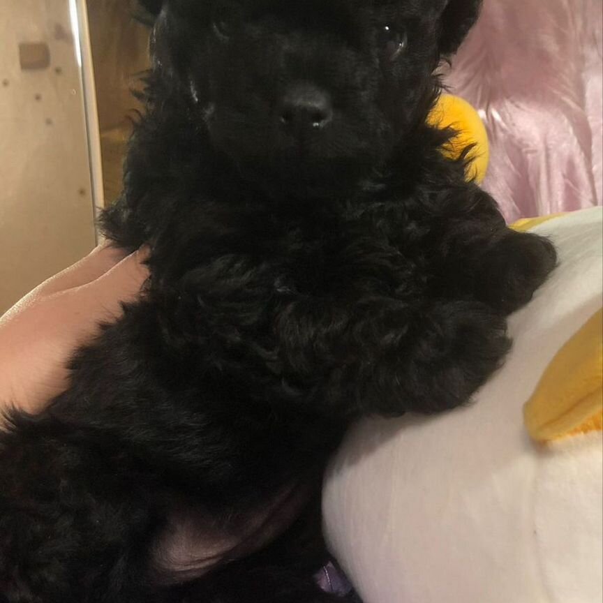 Кукольная девчушка помапу