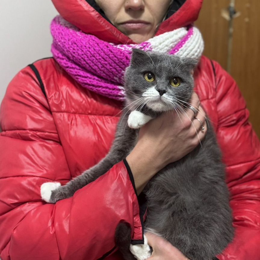 Взрослая, Девочка кошка в добрые руки