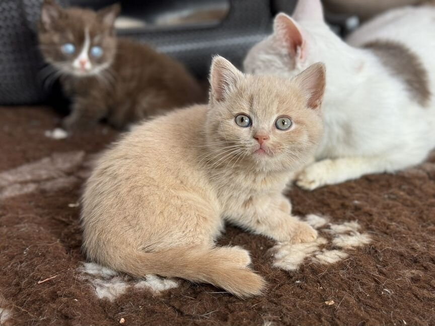 Кошка