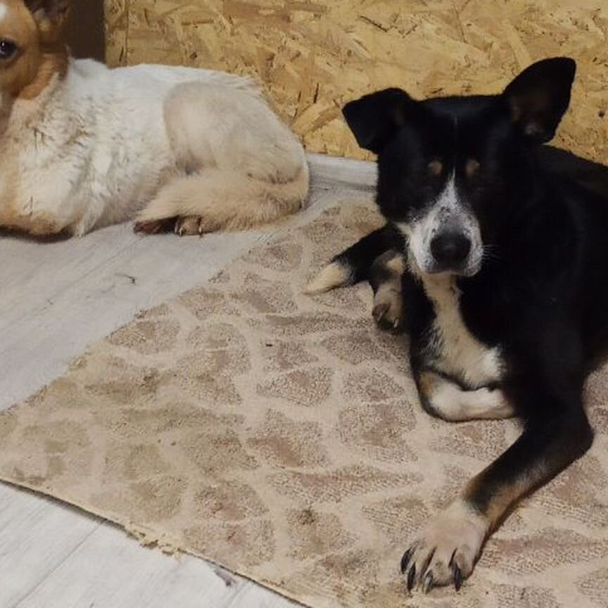 Собаки