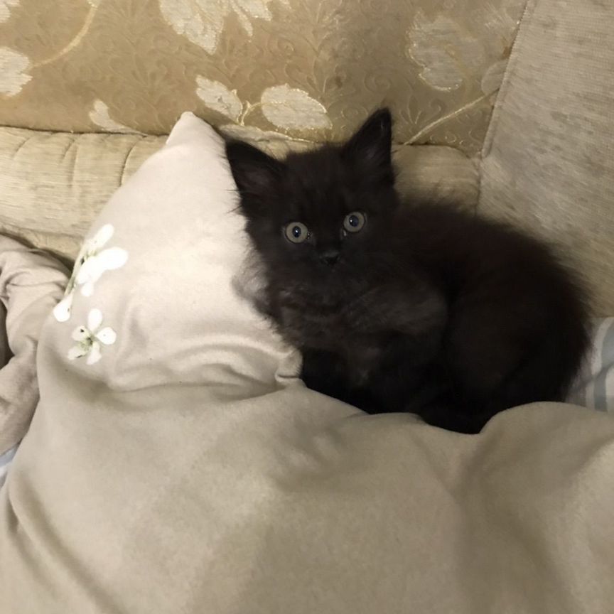 Котята в добрые руки мальчики черные