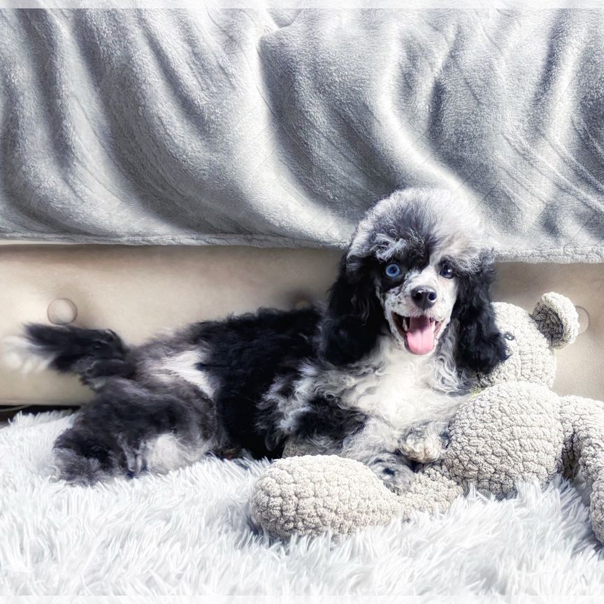 Пудель, щенок