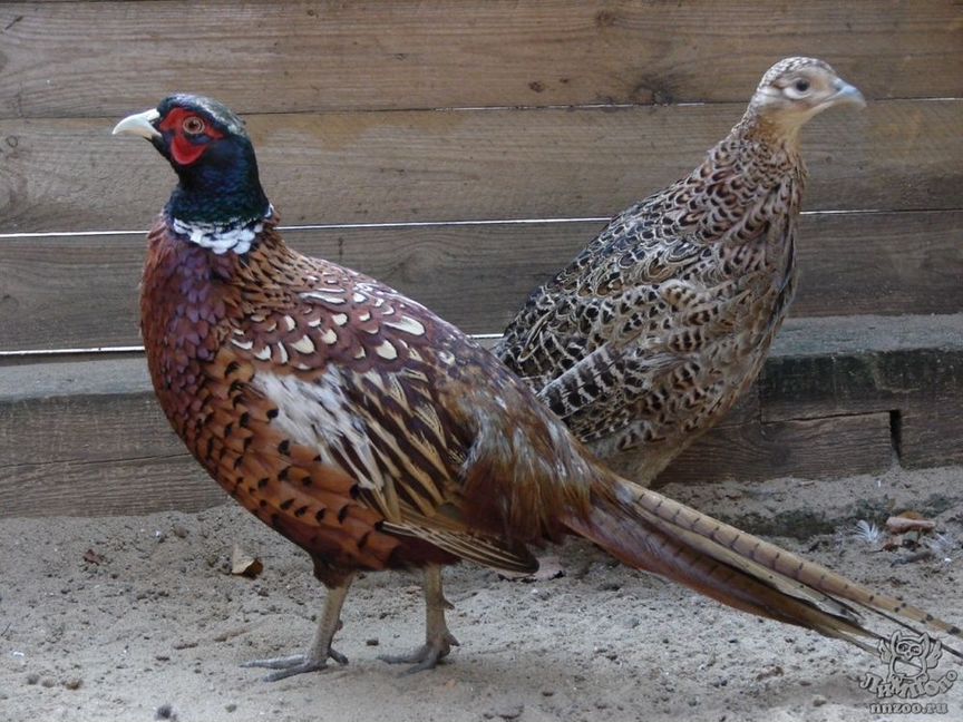 Фазан Охотниичий