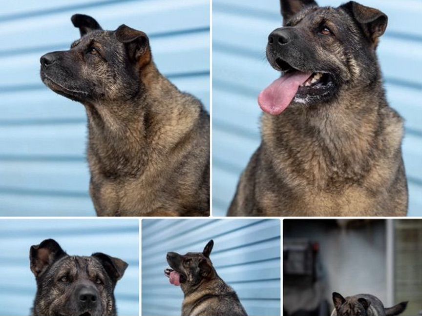 Бельгийская овчарка метис. приют сочи лазаревское