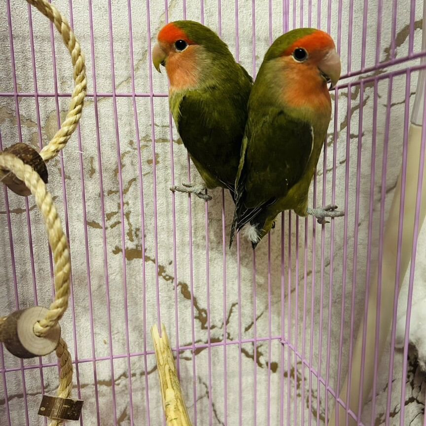 Попугай неразлучники