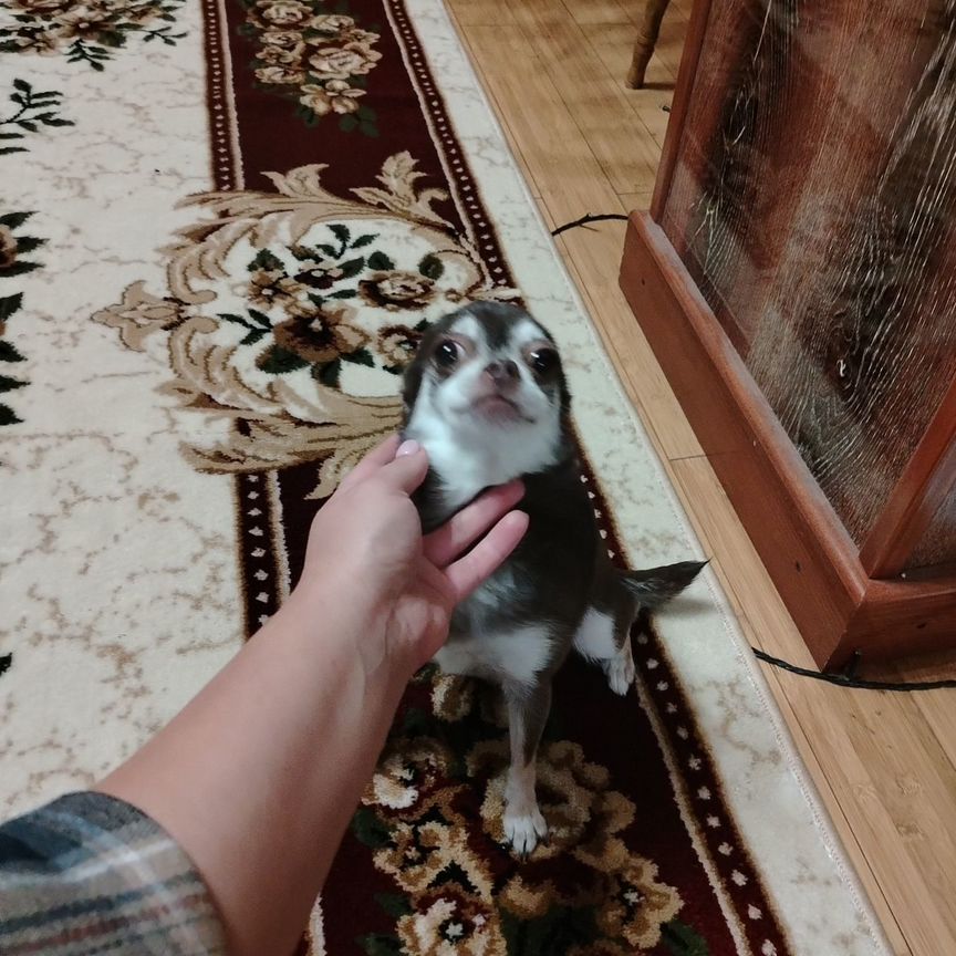 Чихуахуа, взрослая собака