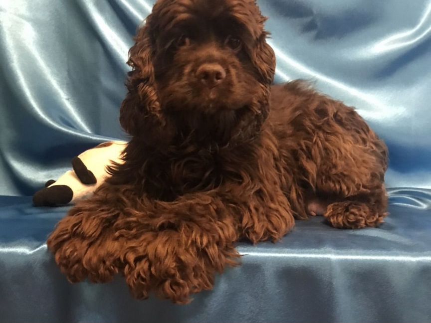 Кокер спаниель американка