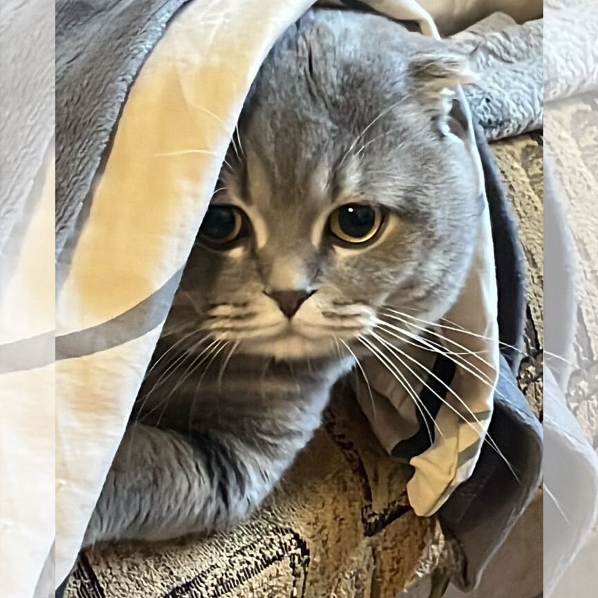 Шотландский вислоухий длинношёрстный, взрослый кот