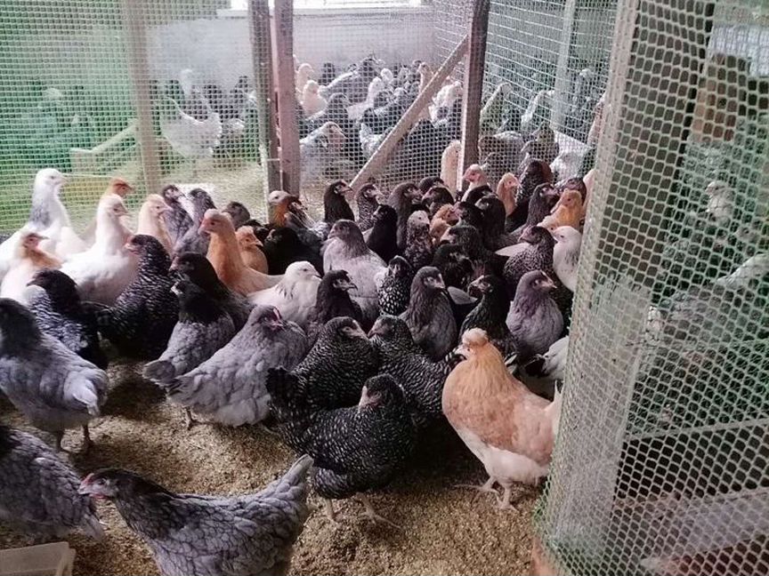 Куры молодка доминанты