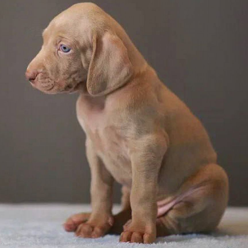 Щенок веймарской легавой от рабочих родителей