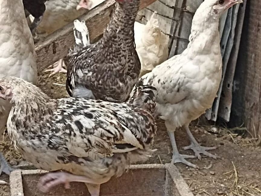 Куры молодки