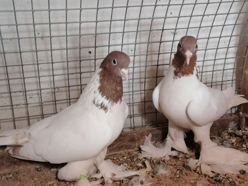 Продам бакинских голубей