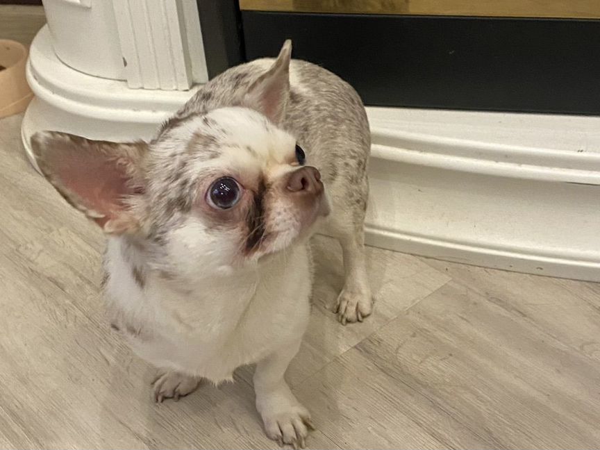 Мраморный чихуахуа