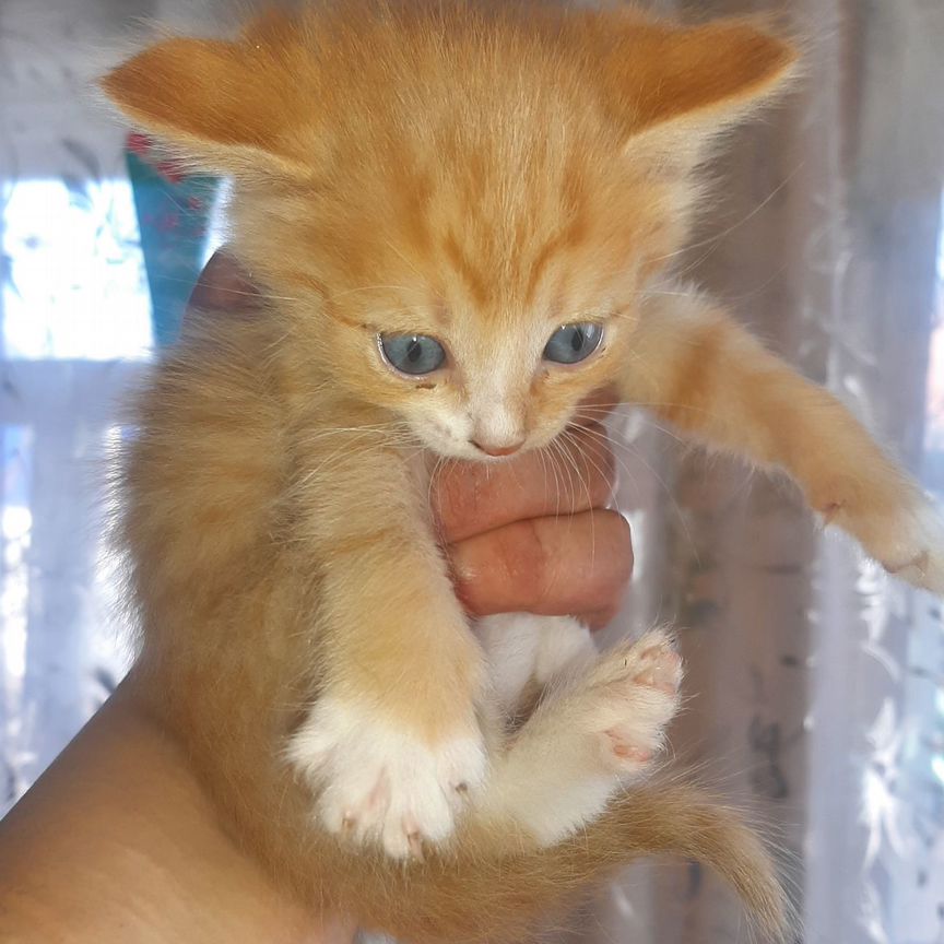 Сибирский котёнок