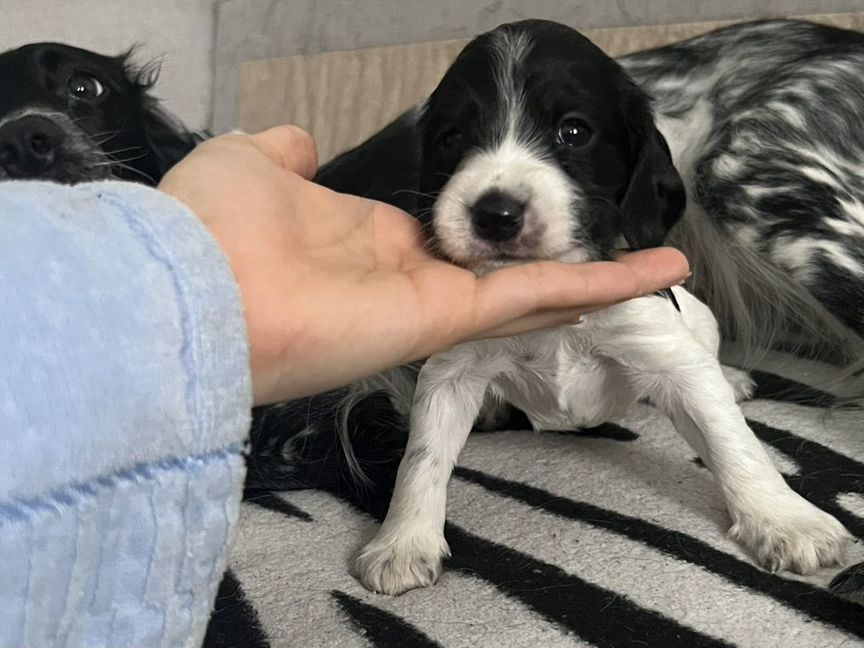 Щенки русского спаниеля