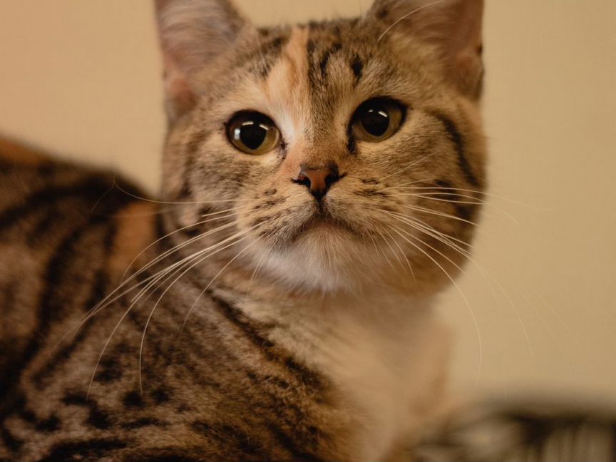 Кошка Фанни