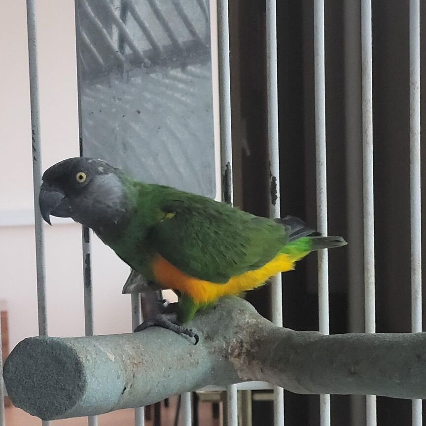 Синегальский попугай