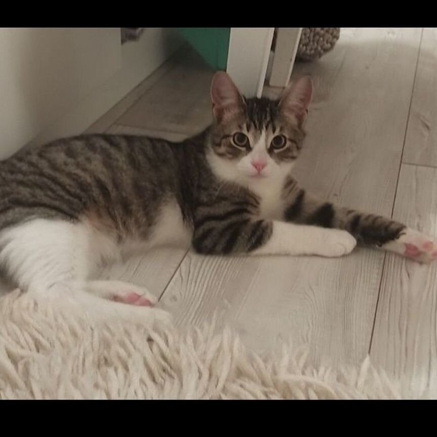 Котёнок в добрые руки