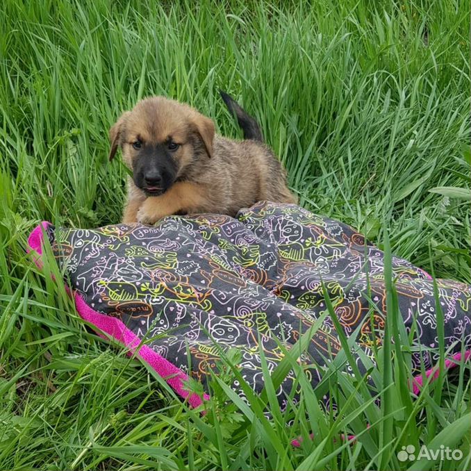 Подарю щеночка на охрану (девочка)