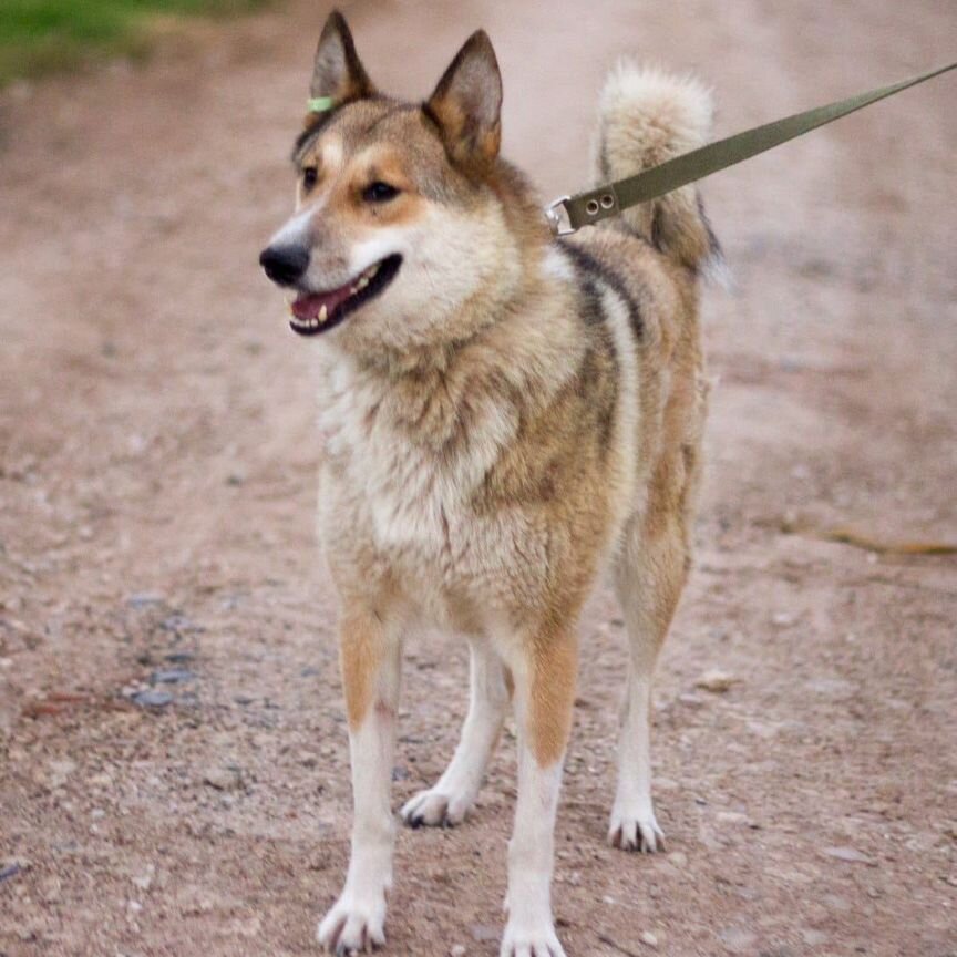 Линда ищет дом