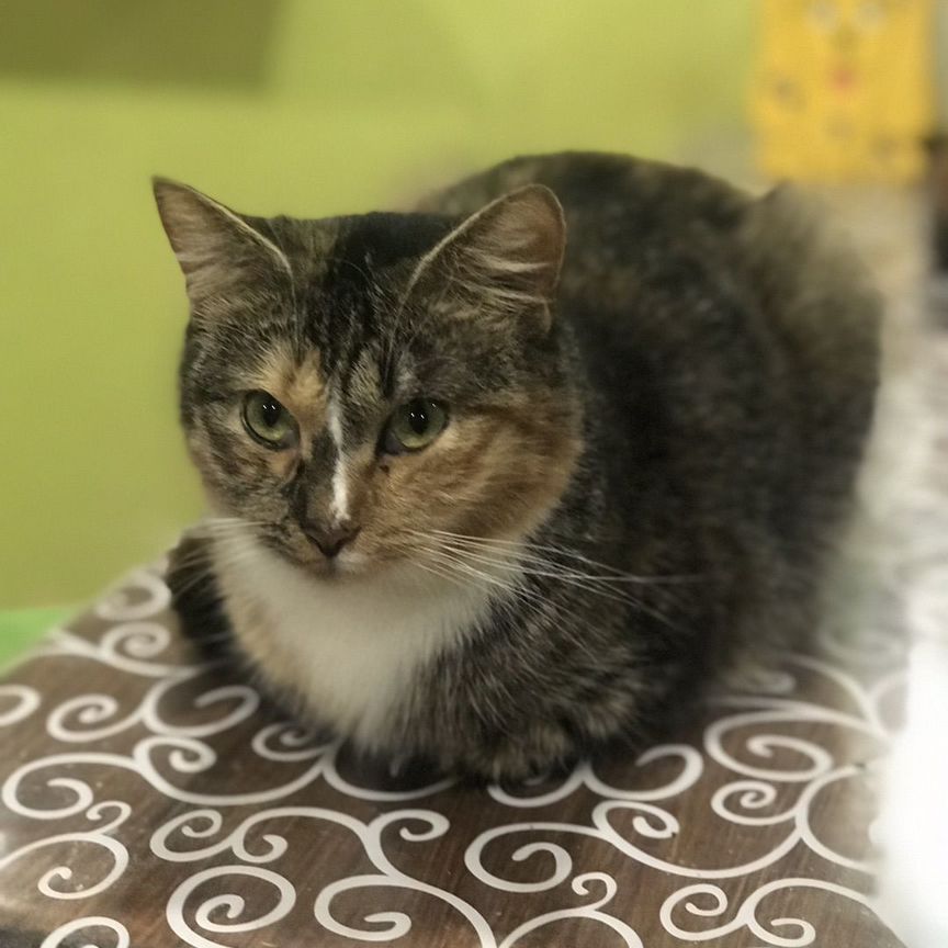 Кошечка