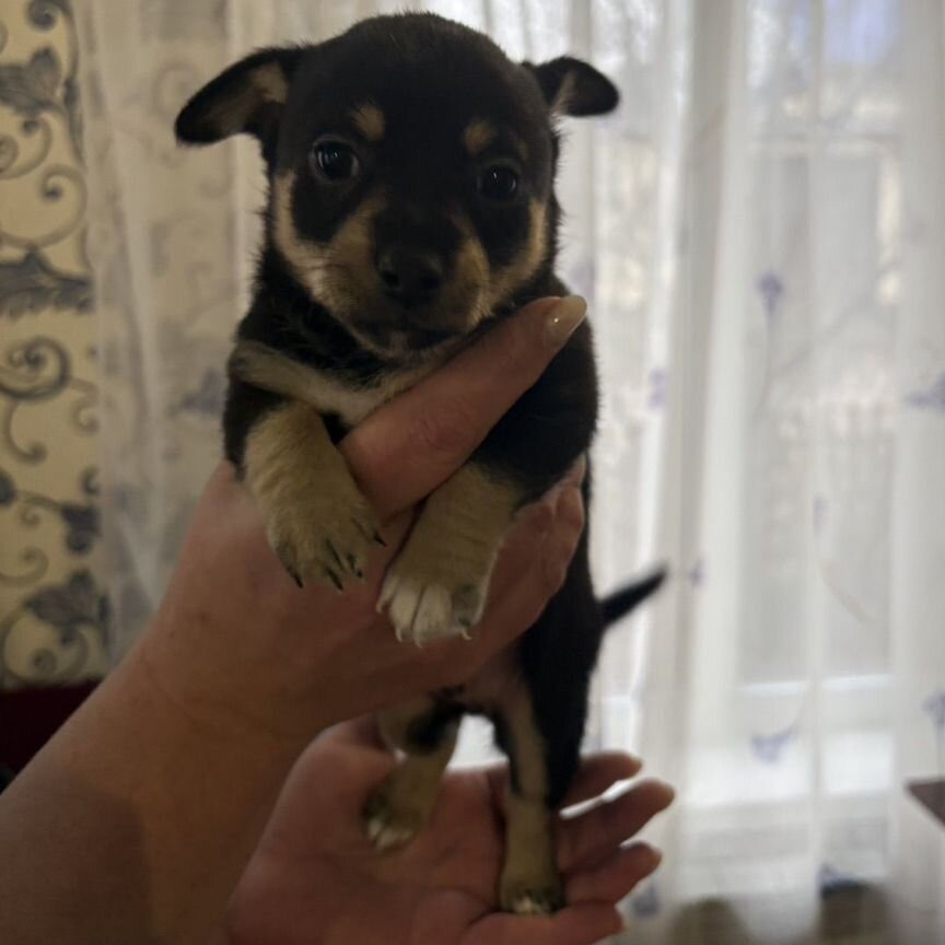 Русский той-терьер, щенок