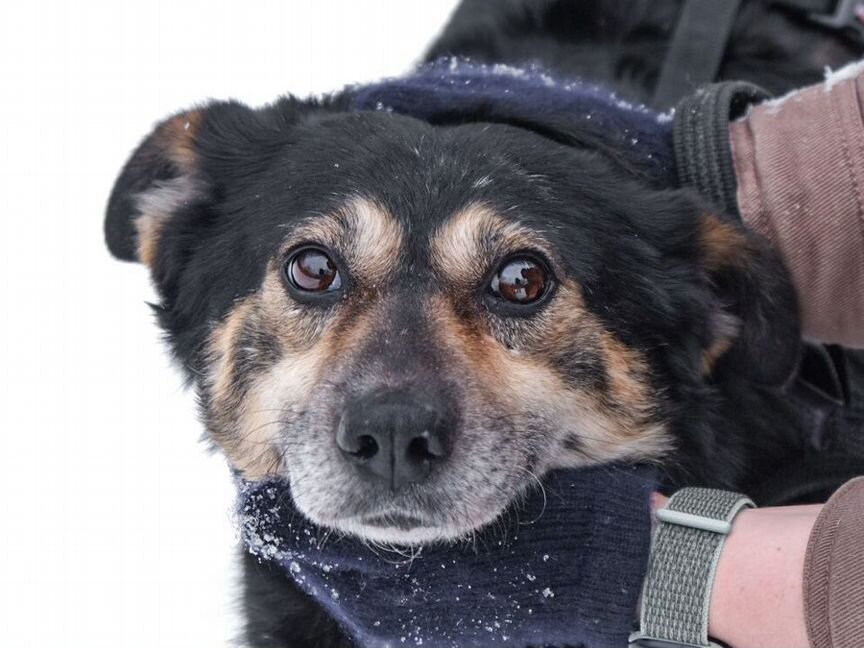 Пончик. Самая мирная и добрая собака