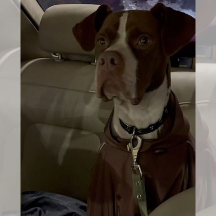 Американский стаффордширский терьер, взрослая собака