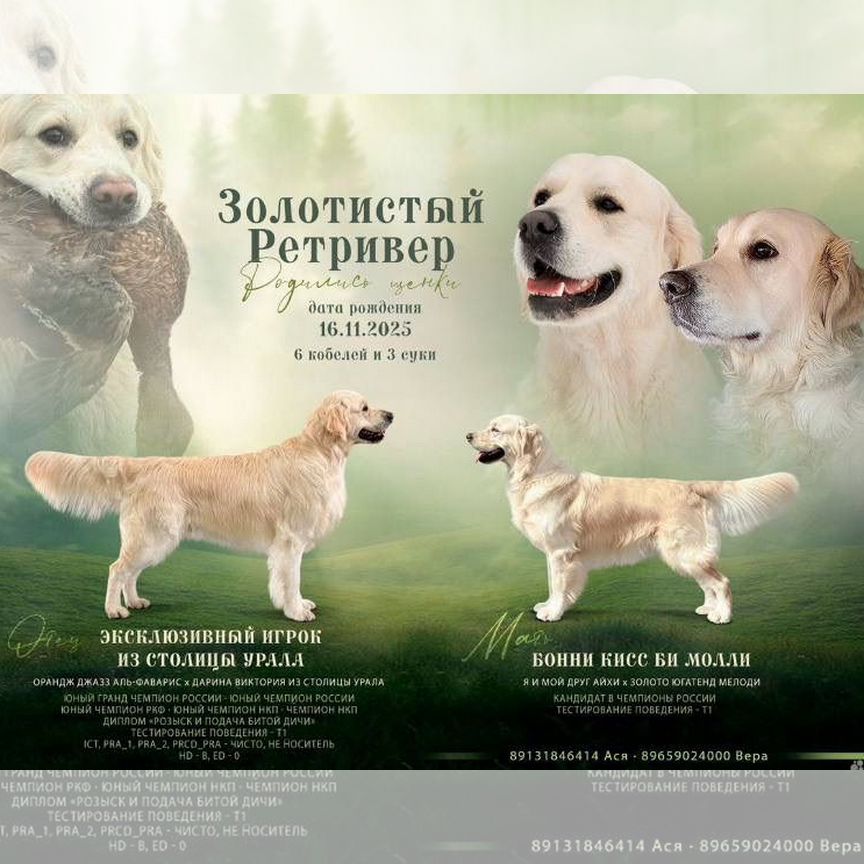 Золотистый ретривер, щенок