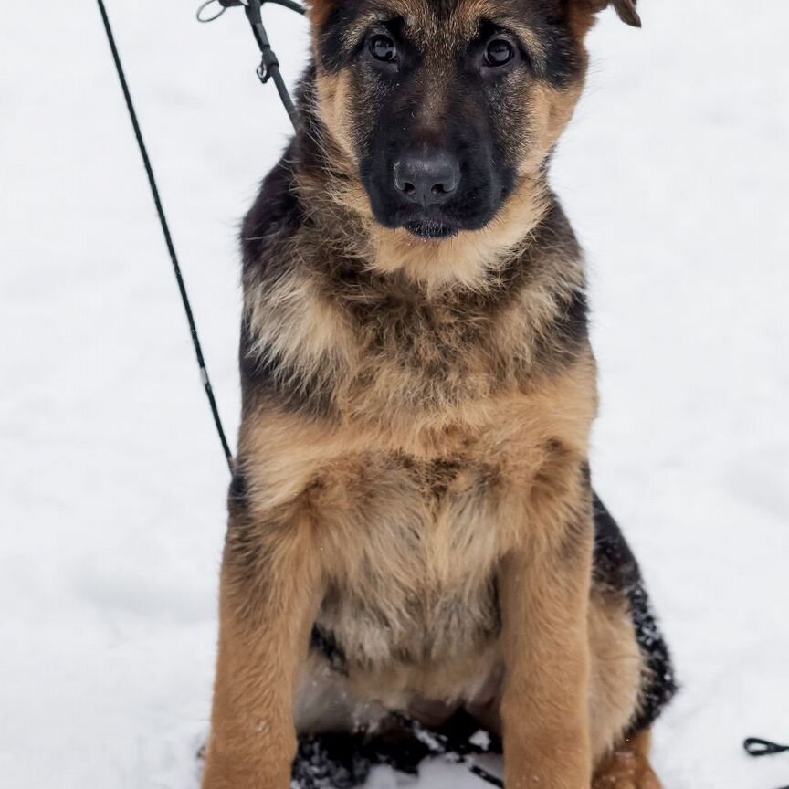 Замечательная девочка породы немецкая овчарка