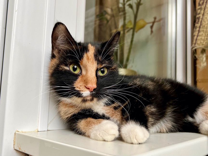 Трехцветная изящная кошечка Жужжа в дар