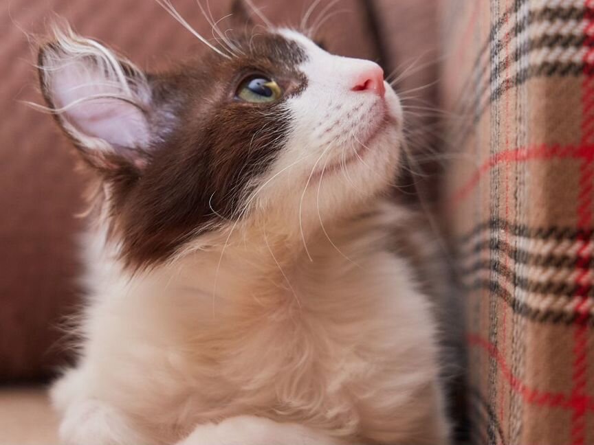 Шоколадно-белый пушистый котенок ищет дом