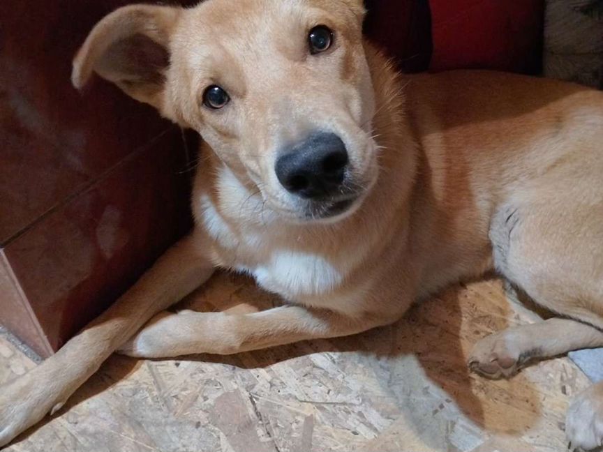 Некрупная Собака в добрые руки