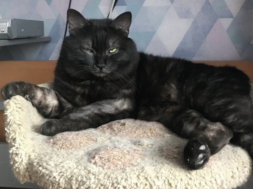 Кошки