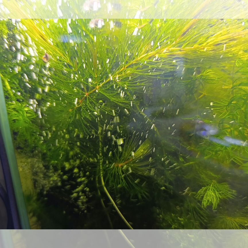 Водоросли для аквариума растения роголистник