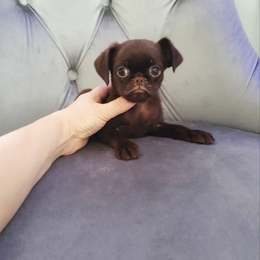 Щенки пти брабансона