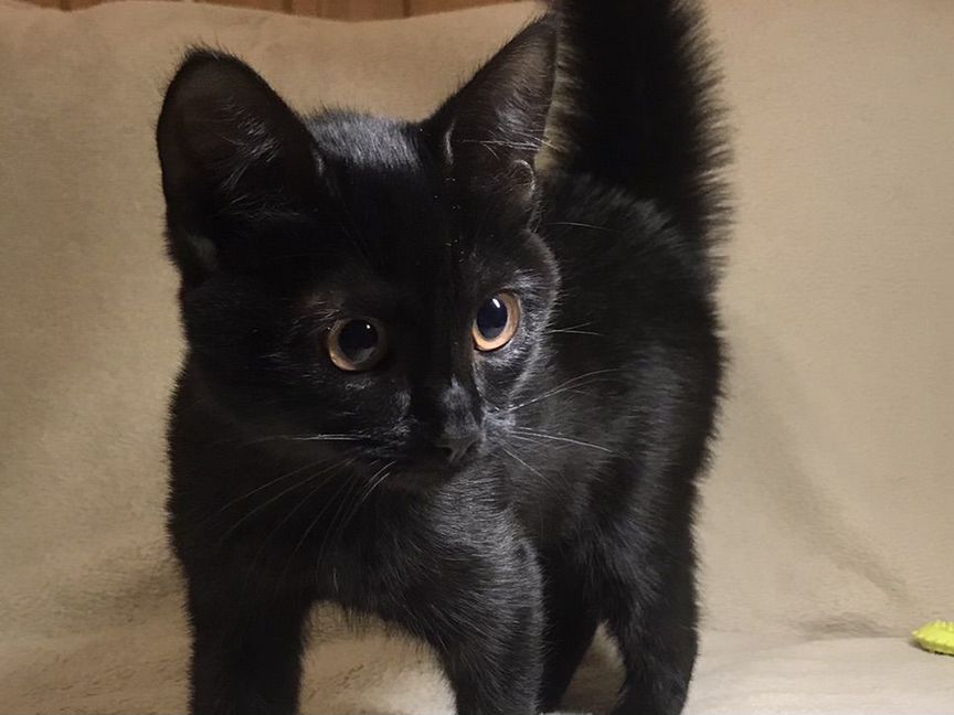 Котенок