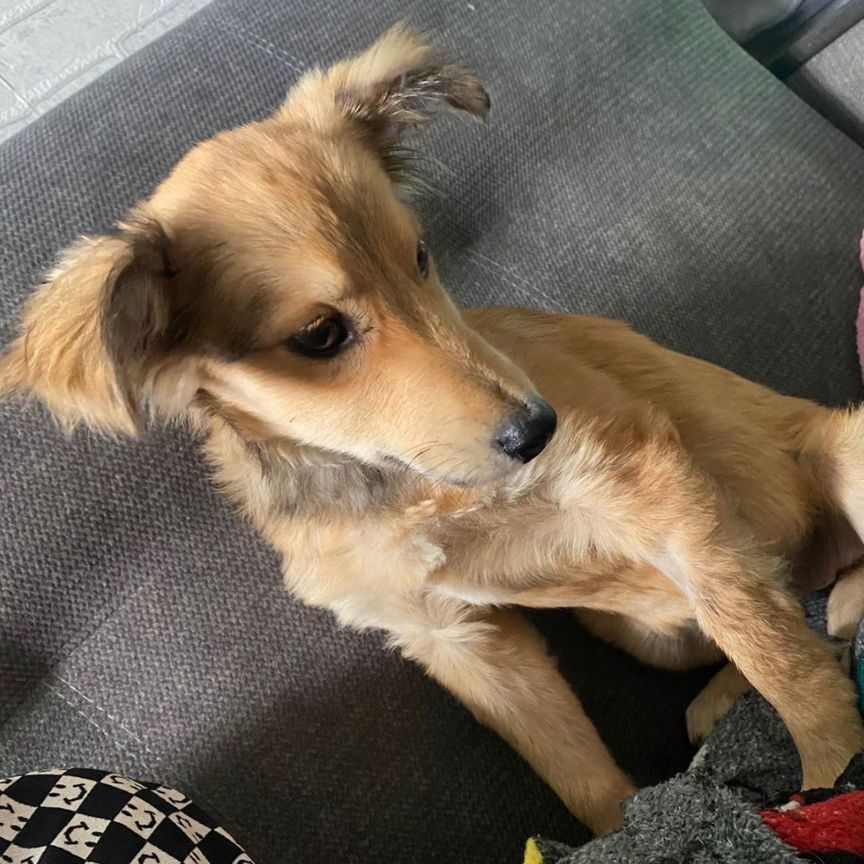 Взрослая собака в добрые руки